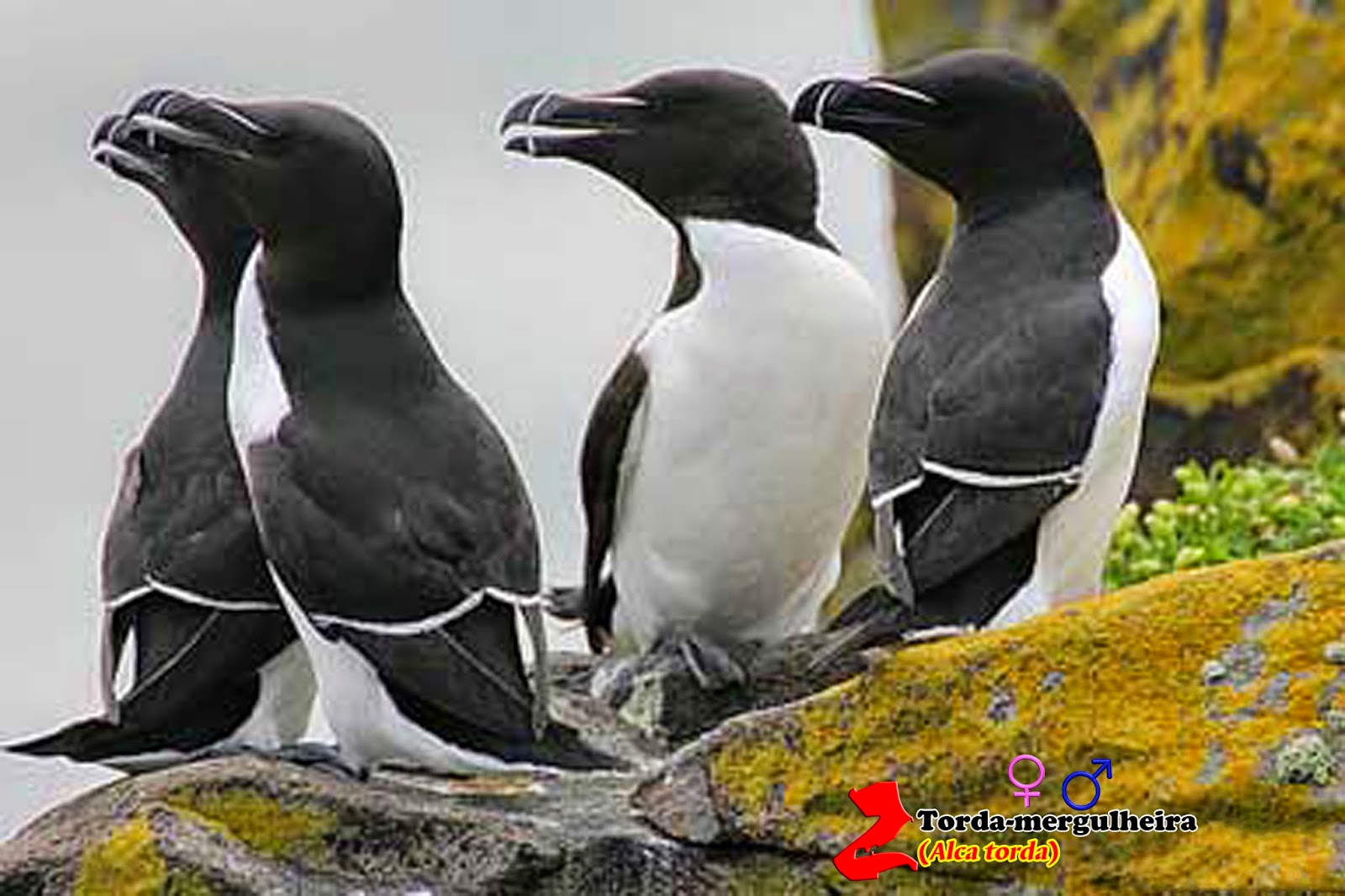 ORNITOLOGIA: Torda-mergulheira (Alca torda)